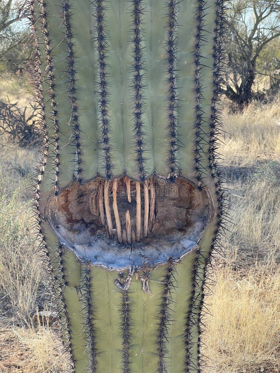 Hole in a Saguaro Cactus, Inside Ribs Showing. Stock Image - Image of ...