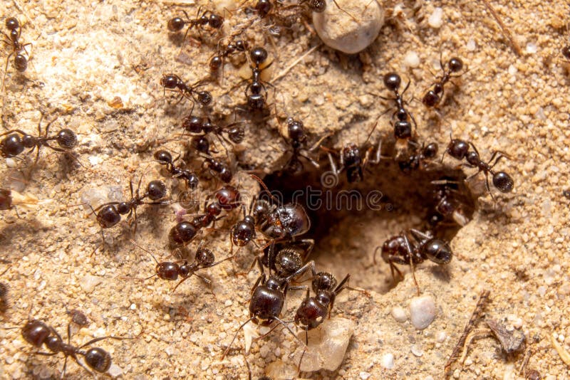 Hole in the Sand Formed by Ants Forming an Anthill. Stock Image - Image ...