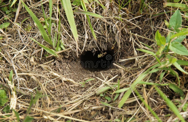 The hole in the soil stock photo. Image of wild, color - 133913444
