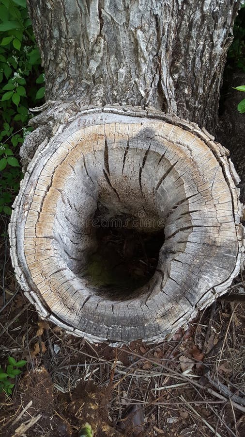 1,347 Stump Hole Photos - Free & Royalty-Free Stock Photos from Dreamstime