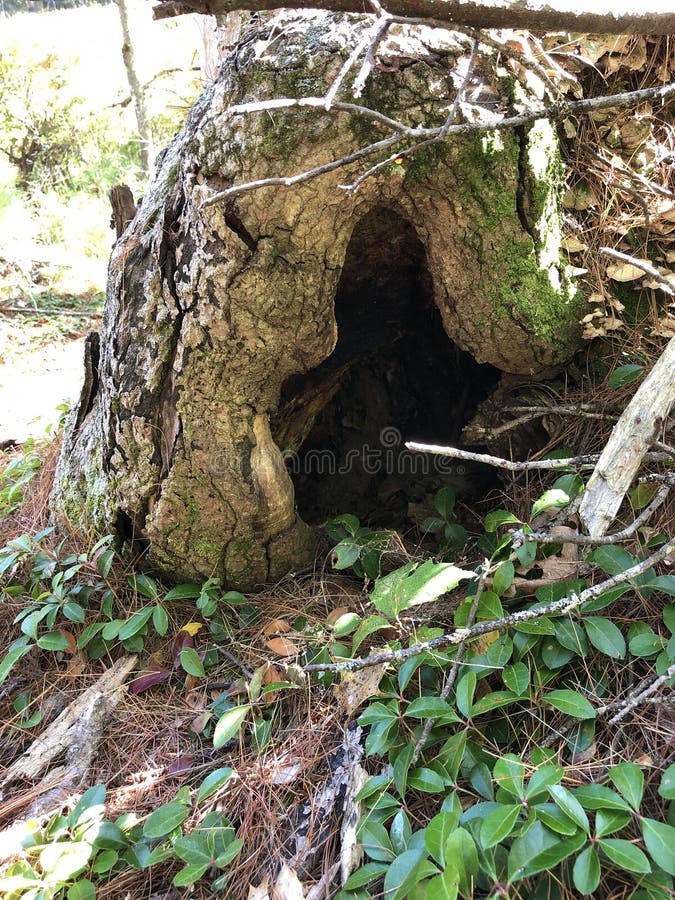 Hole in a tree stock photo. Image of woods, forest, tree - 159715634