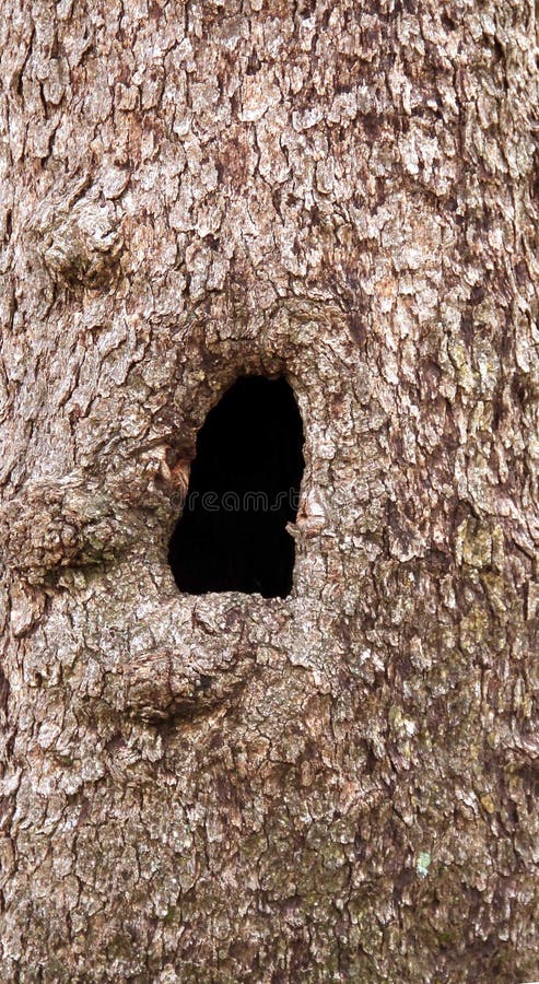 Hole in tree stock photo. Image of habitat, vegetation - 38078064