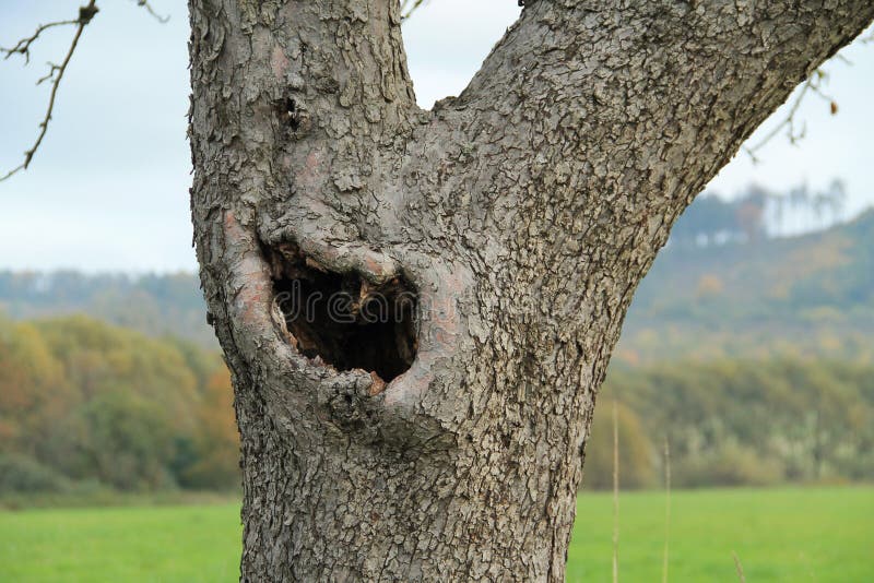 Hole in the tree stock image. Image of hole, apple, growing - 101962939