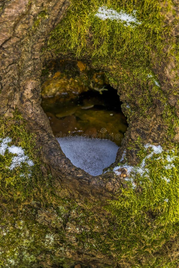 Hole in the tree stock image. Image of destinations - 111777183