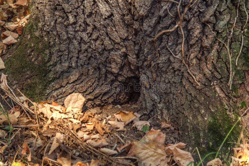 Hole In Tree Like Tree House In The Forest With Lot Of Leaf Stock Photo ...
