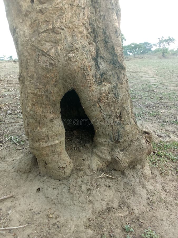 Hole Tree Mystery Environment Air Stock Photo - Image of environment ...
