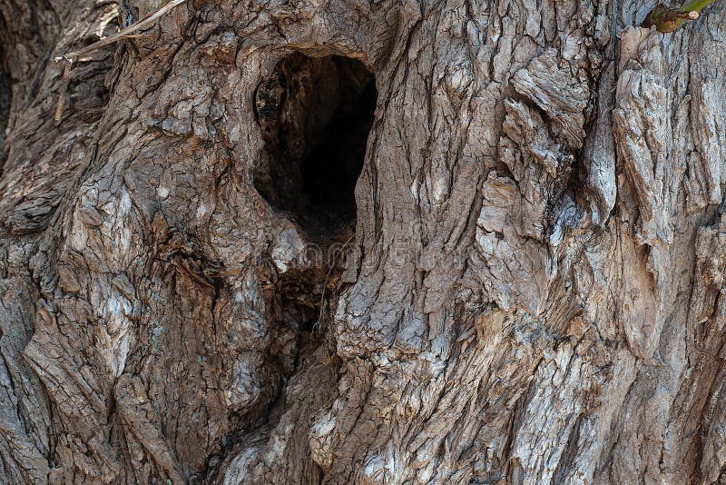 Hole in Tree Trunk stock image. Image of textured, natural - 236827677