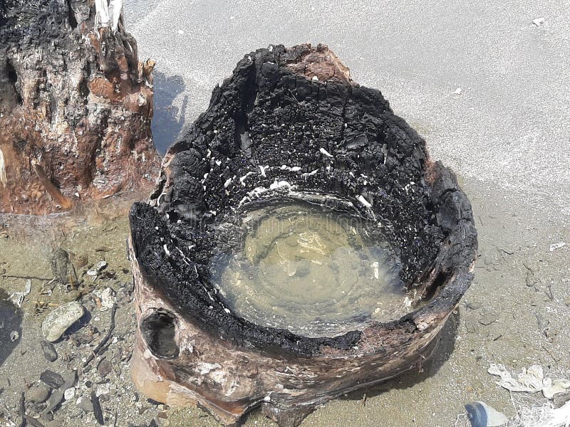 A Hole in a Tree Trunk Filled with Water Stock Photo - Image of ...