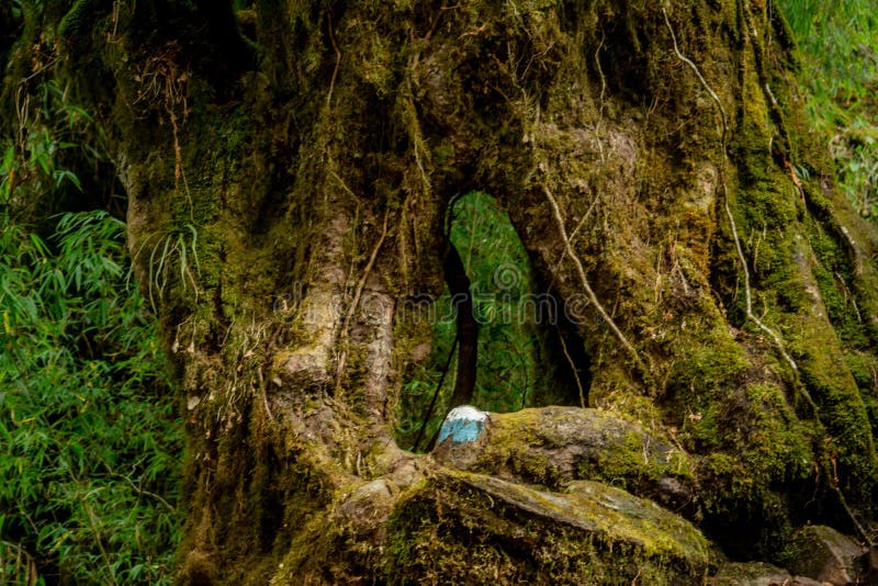 Hole in the Tree Trunk at the Forest Stock Photo - Image of edge ...