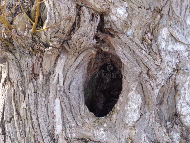 Hole in Tree Trunk stock image. Image of natural, trunk - 72318003
