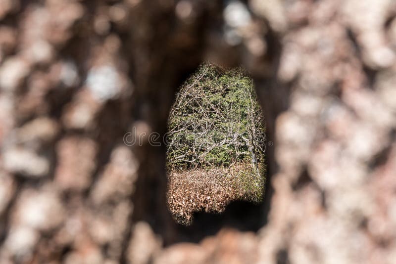Hole through a Tree Trunk of an Old Tree Stock Photo - Image of grow ...