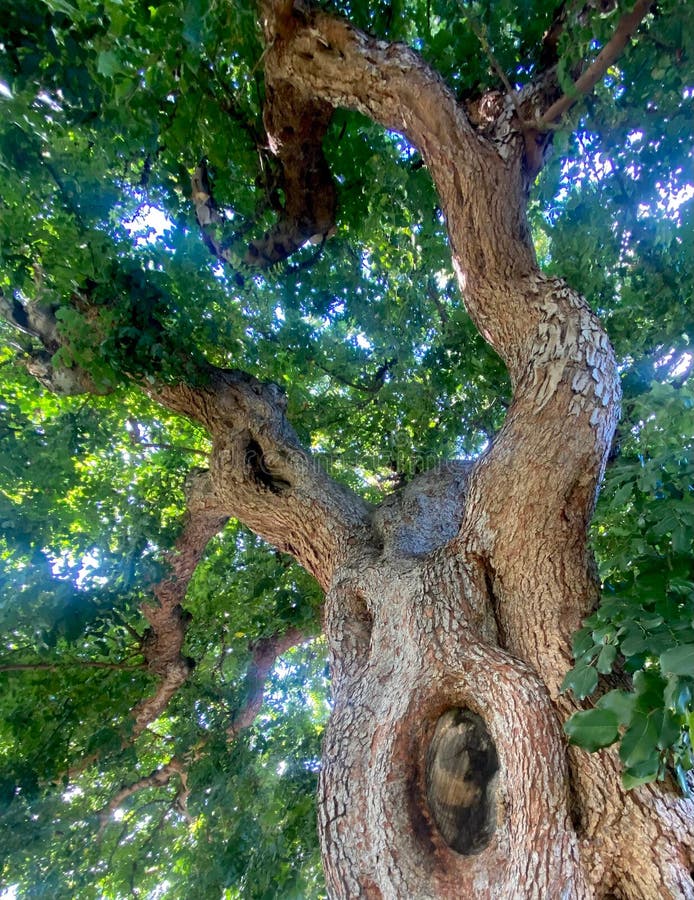 Hole in Tree Trunk Under Green Tree Canopy with Twisty Tree Branches ...
