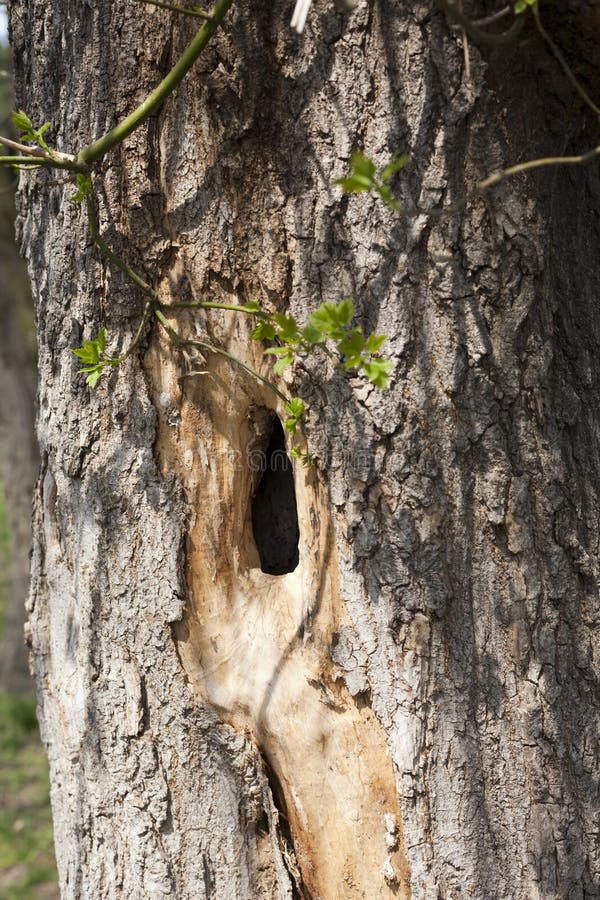 Big Tree With Hole Opening And All Branches Beautifully Covered In A ...