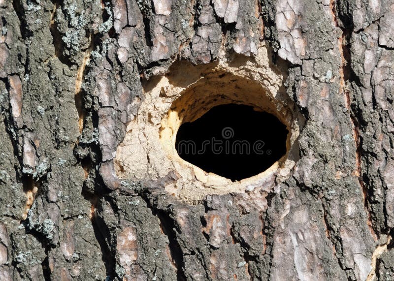 A Hole on a Tree in the Woods Stock Photo - Image of detail, outdoor ...