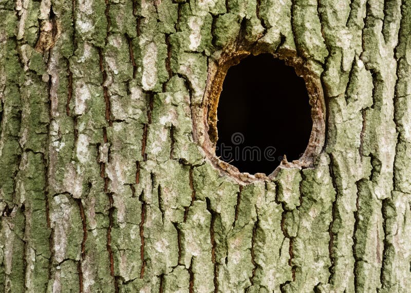 A Hole on a Tree in the Woods Stock Image - Image of branch, tree ...