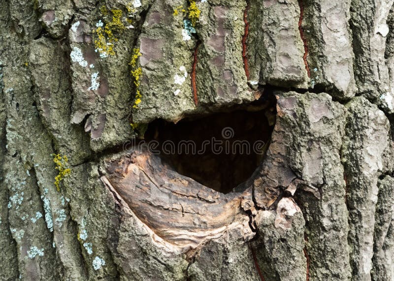 A Hole on a Tree in the Woods Stock Photo - Image of material, trunk ...