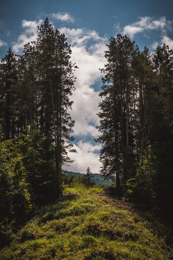 Hole in the Treeline on a Sunny Hill Stock Image - Image of natural ...