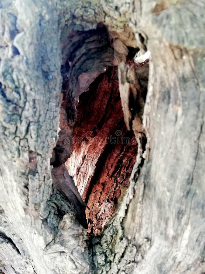 A tree trunk with a hole stock photo. Image of middle - 109648928