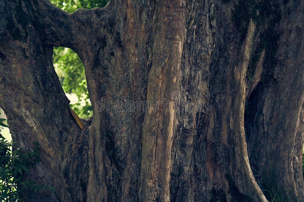 A Hole in the Trunk of a Tree. Uneven, Bumpy Roots Stick Out of the ...