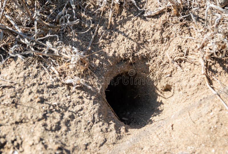 Hole of an Unknown Animal in the Steppe Stock Photo - Image of burrow ...