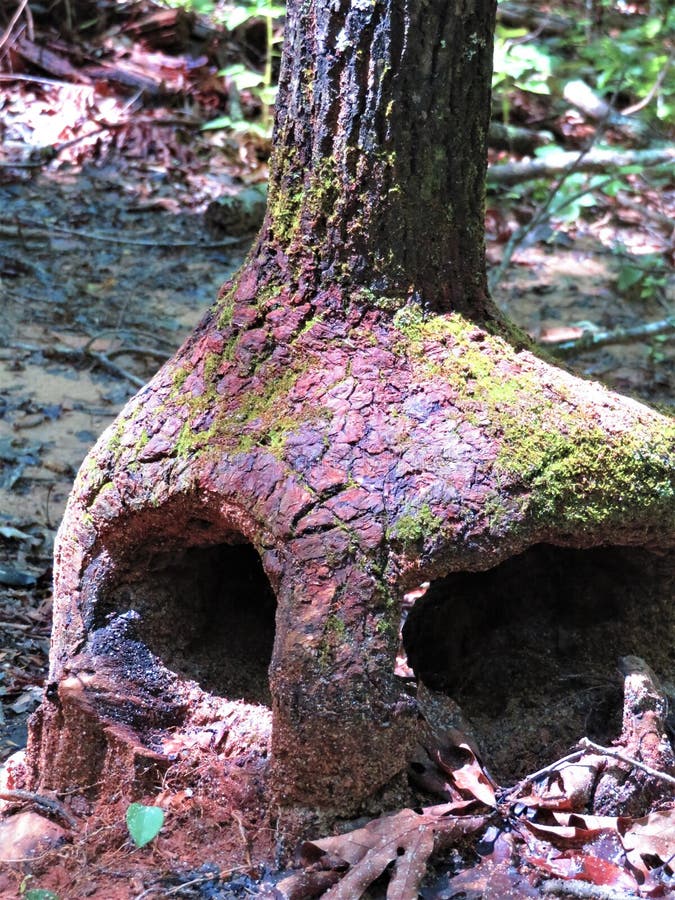 Holes at Bottom of Tree Trunk Stock Photo - Image of bark, ground ...