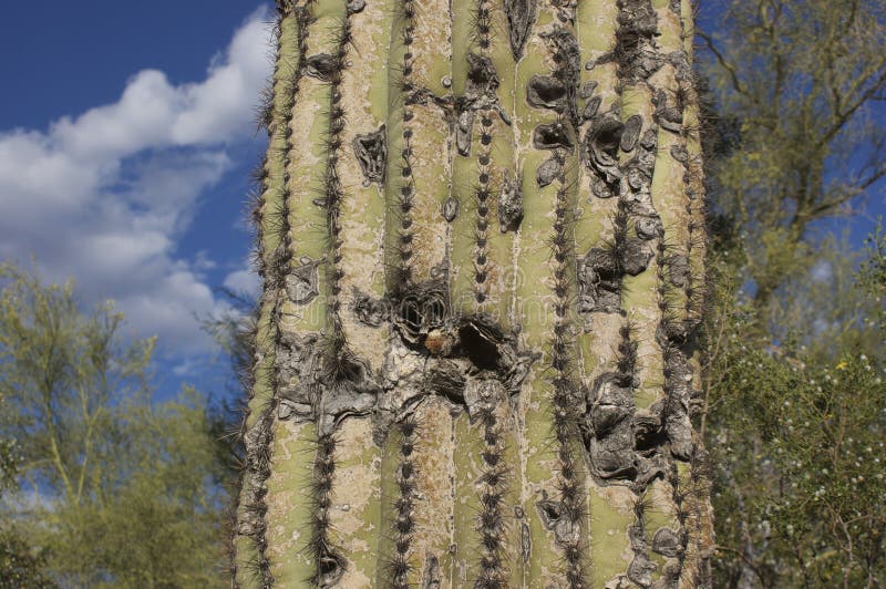Holes in a cactus stock image. Image of desert, clouds - 14192565