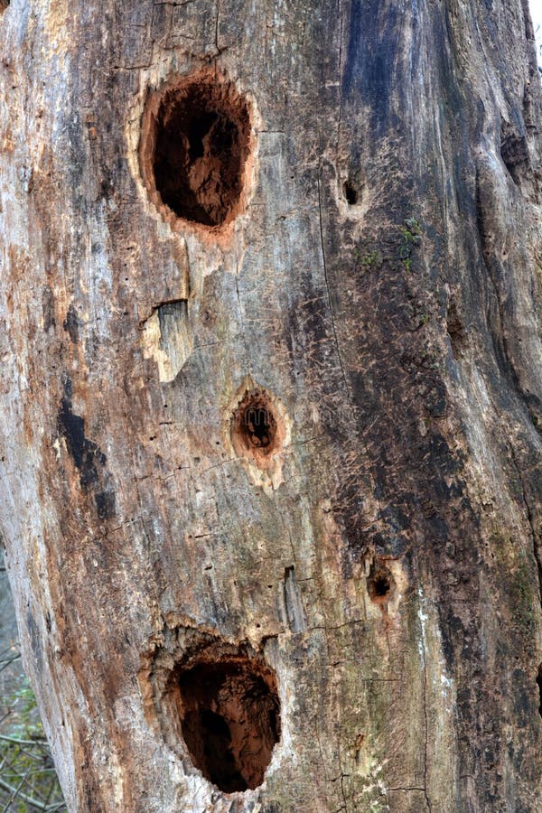 Holes in an old tree stock photo. Image of tree, season - 105552932