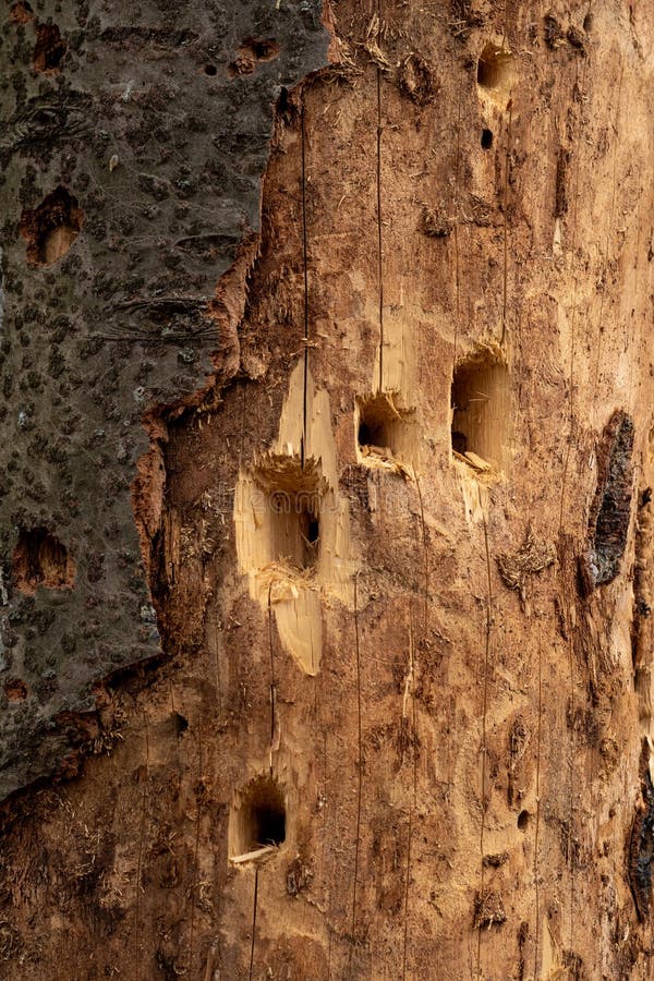 Holes in the Trunk of a Dry Tree Bored by Feeding Woodpecker Stock ...