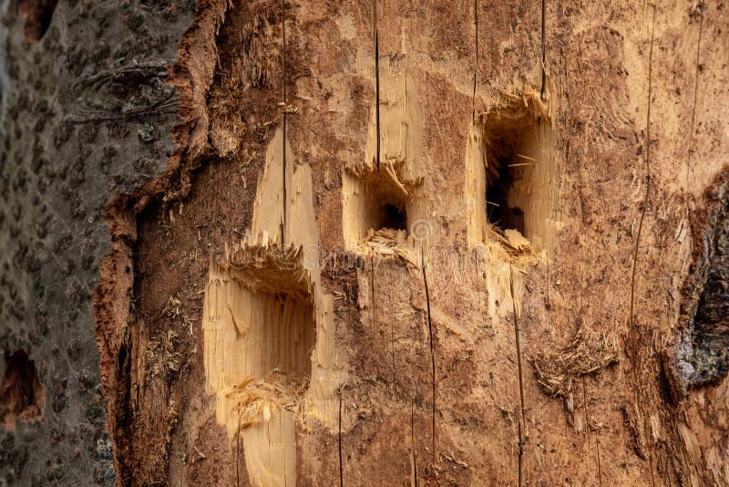 Holes in the Trunk of a Dry Tree Bored by Feeding Woodpecker Stock ...