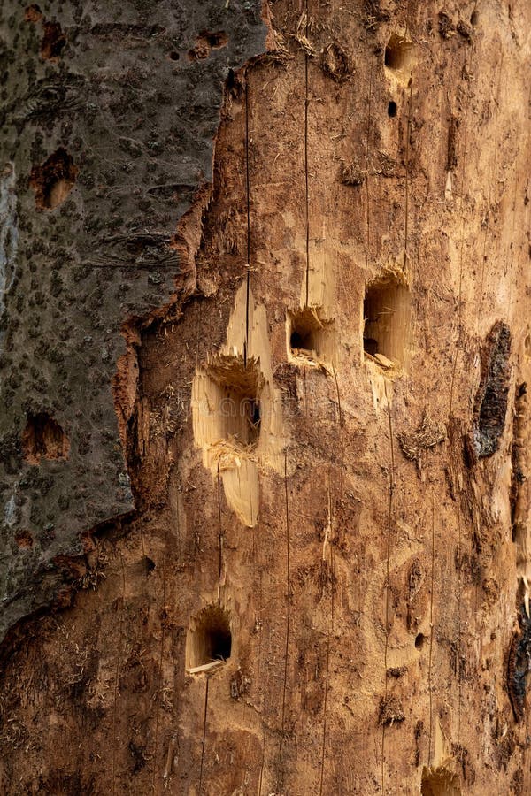 Holes in the Trunk of a Dry Tree Bored by Feeding Woodpecker Stock ...
