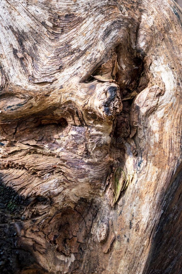 Large Dry Brown Trunk of Tree, with Holes. Stock Image - Image of ...