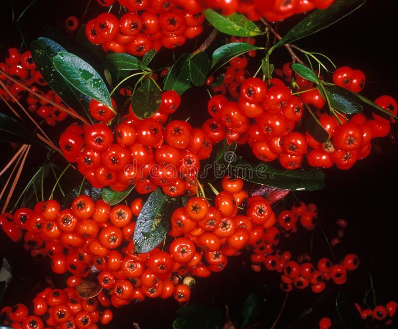 Holiday berries 2 stock photo. Image of wreath, decoration - 1396876