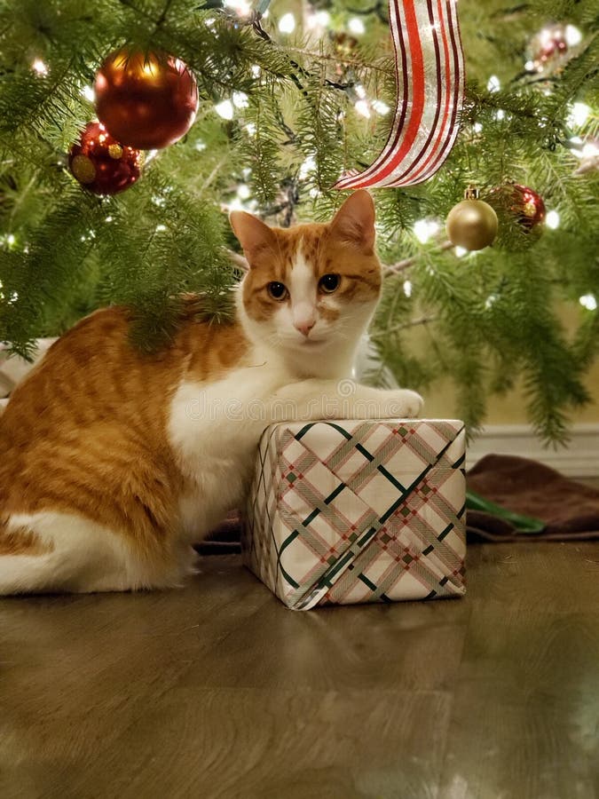 Holiday cat under the tree stock photo. Image of house - 133747746