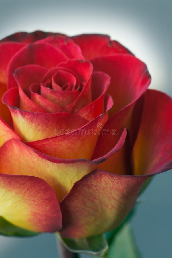 Holiday flowers stock image. Image of festive, close, macro - 4262477