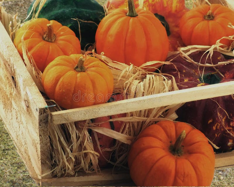 Holiday Squash stock image. Image of fall, harvest, price - 1356049
