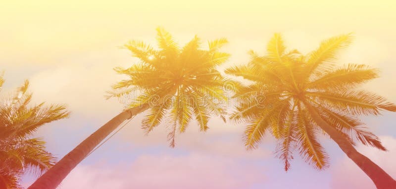 Summer with Colorful Theme As Palm Trees Background As Texture Frame ...