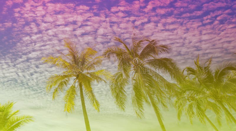 The Holiday of Summer with Colorful Theme As Palm Trees Background ...