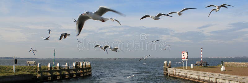 Holland countryside birds stock image. Image of holland - 192000683