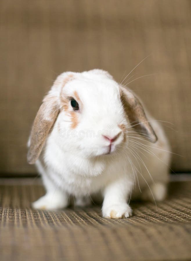 A Holland Lop Eared rabbit stock photo. Image of animal - 323516866