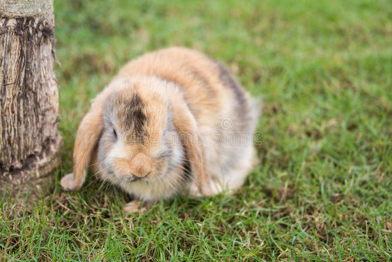 Het Franse Konijn Geant Papillon Francais Staat Op Gras Stock ...