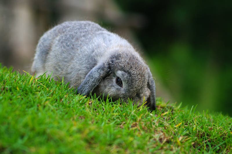 Holland Lop Rabbit on Grass Stock Image - Image of furry, gentle: 60458213