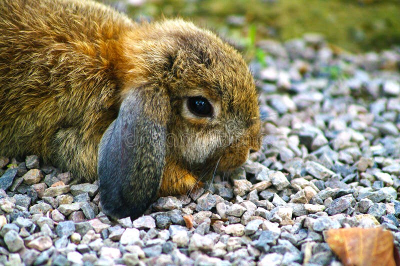 Holland Lop rabbit stock photo. Image of holland, cute - 47187818