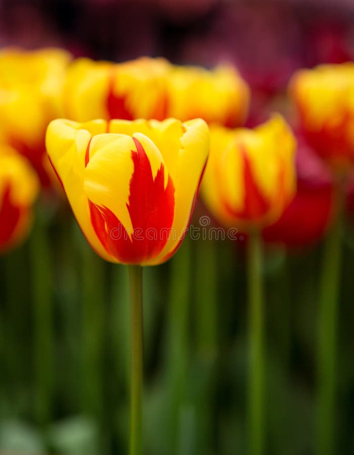 Holland Queen Tulip of Yellow and Red Stock Image - Image of elegant ...