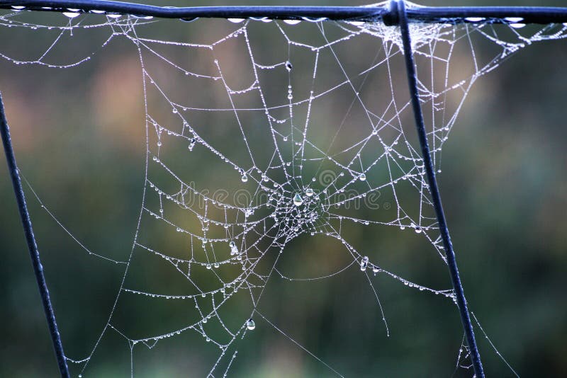 Holland stock image. Image of spiderweb, holland, rain - 90865197