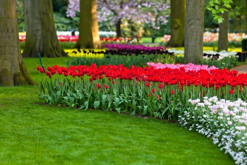 Holland spring flower park stock image. Image of scene - 27303955