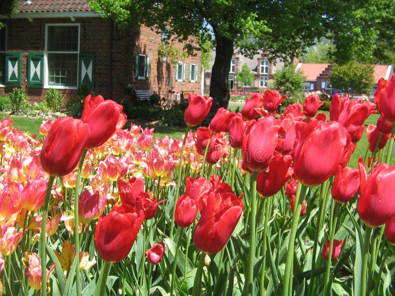 Holland Tulip Festival in May 4 Stock Photo - Image of spring, america ...
