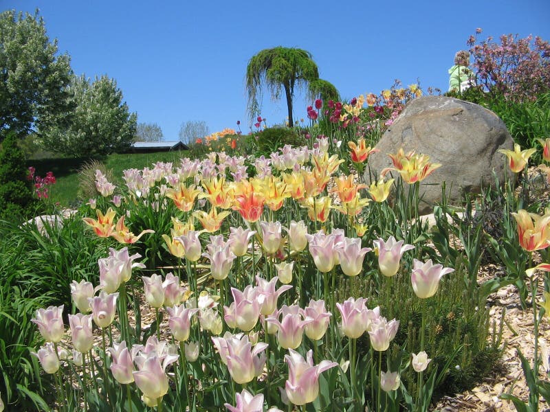 Holland Tulip Festival in May 5 Stock Photo - Image of color, landscape ...