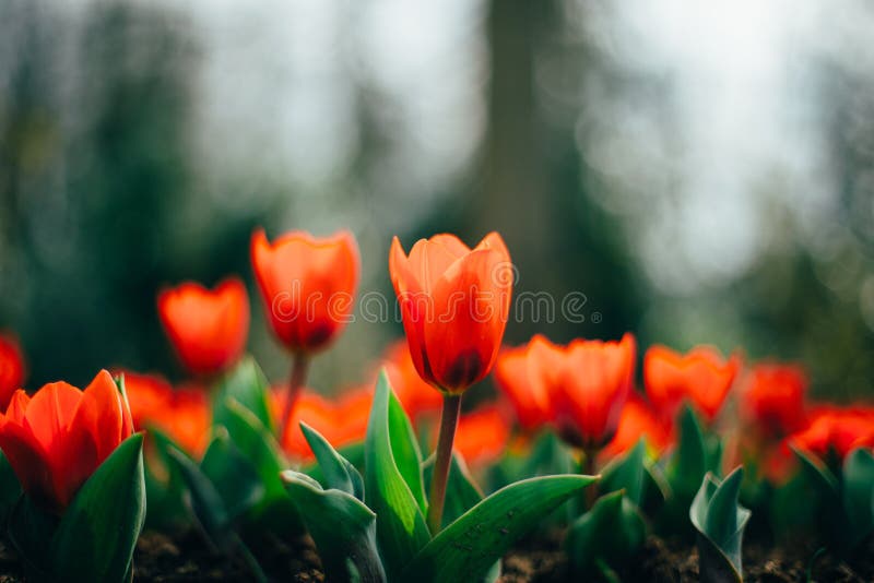 Holland tulip flowers park stock photo. Image of summer - 84607854