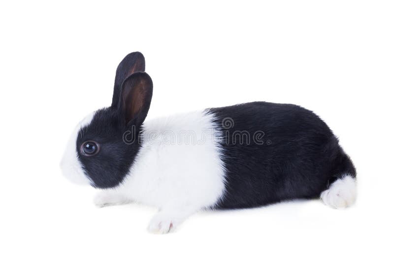 380 Hollander Stock Photos - Free & Royalty-Free Stock Photos from ...