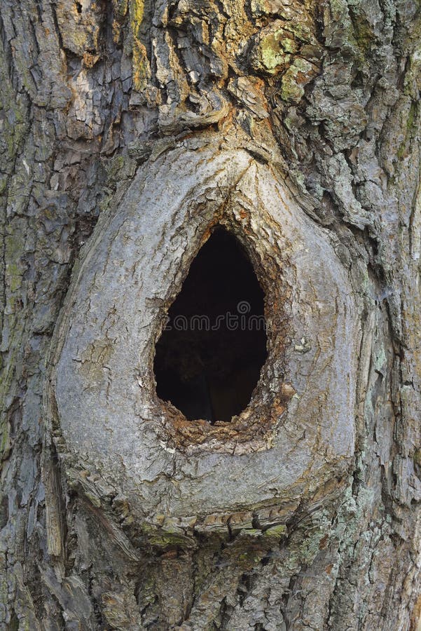 Een Holte in De Boomstam Van Een Boom Stock Foto - Image of park, bruin ...